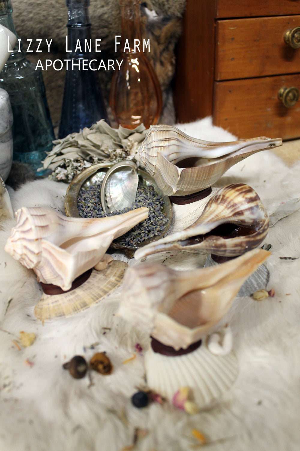 Shell Smudge Bowl | Mini Smudge Shell | Vintage Shell | Powerful Divin ...